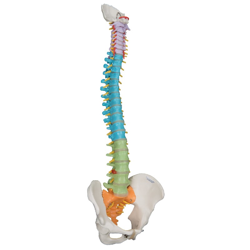 3B Scientific Didactic Flexible Spine | Health and Care